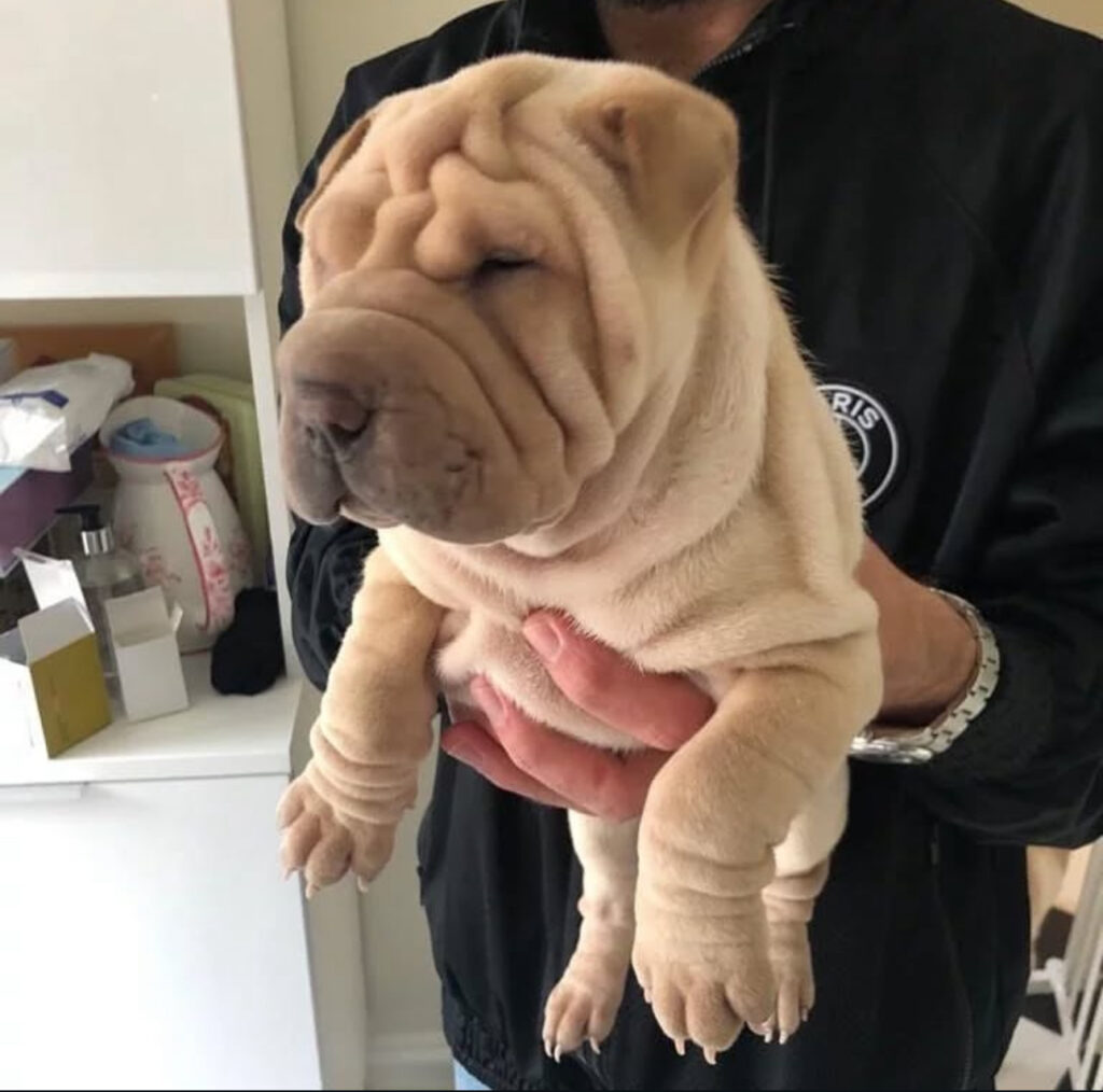 Review – Shar Pei Puppies Home